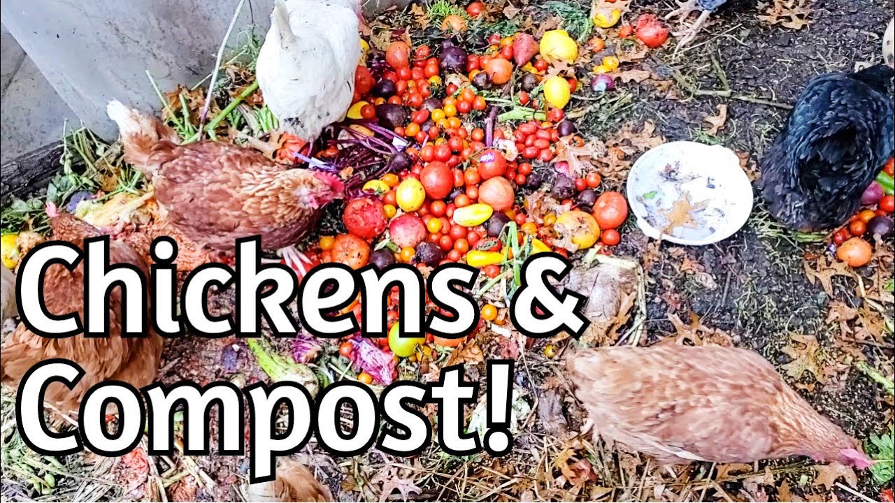 Chicken Composting System - Fall Update - YouTube