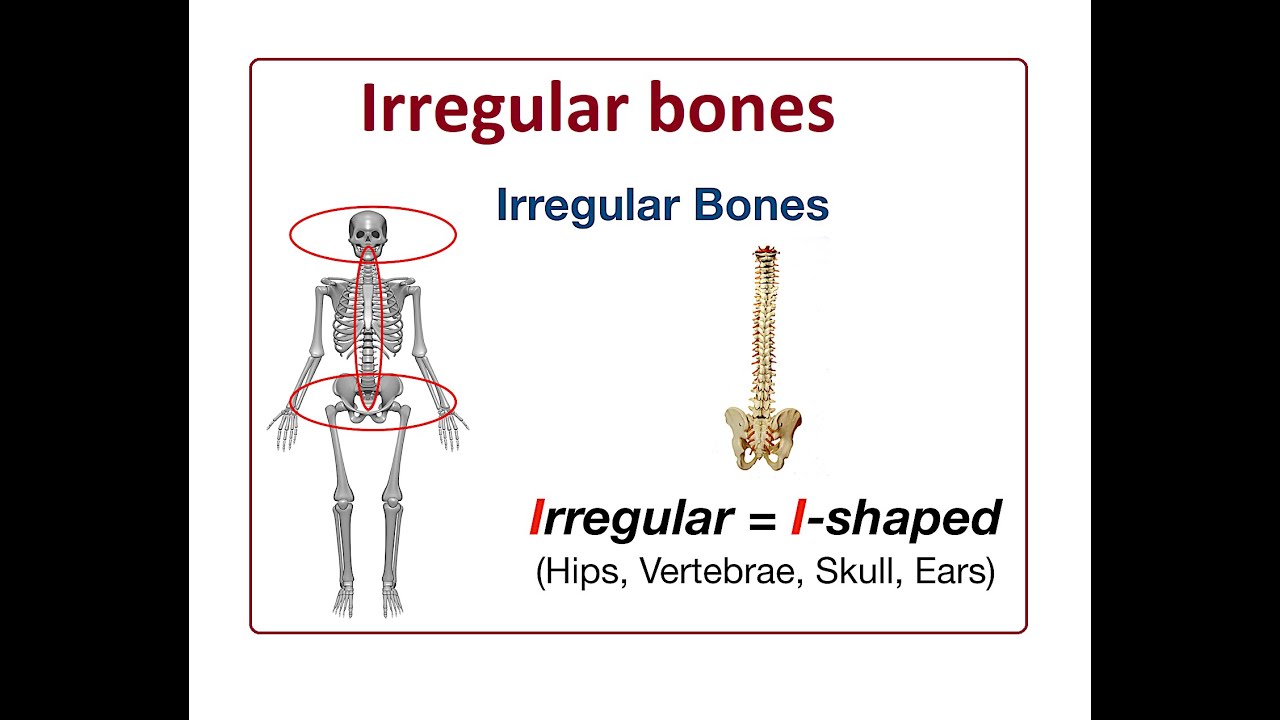 Mystery of Irregular Bones - YouTube