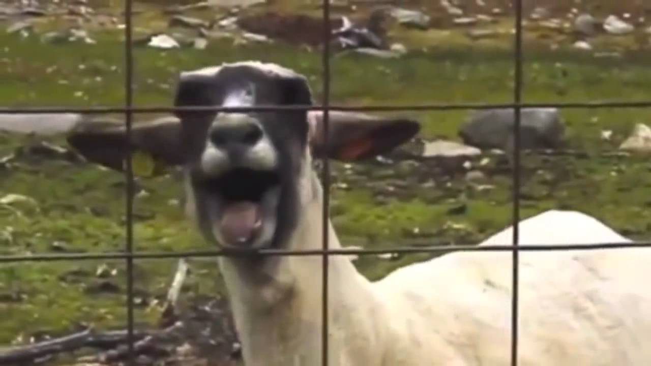 Rick Astley Never Gonna Give You Up Goat Remix - YouTube