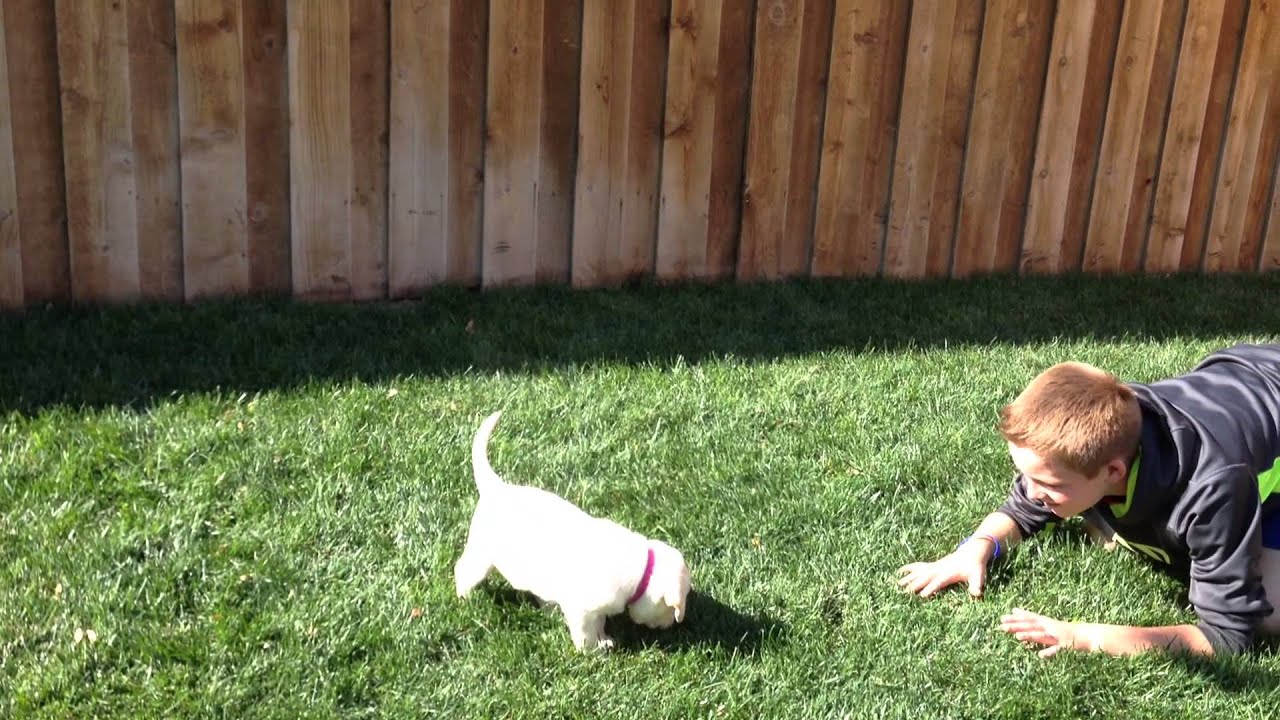 "Wonder" 6 week old yellow lab puppy Temperament Testing - High Desert ...