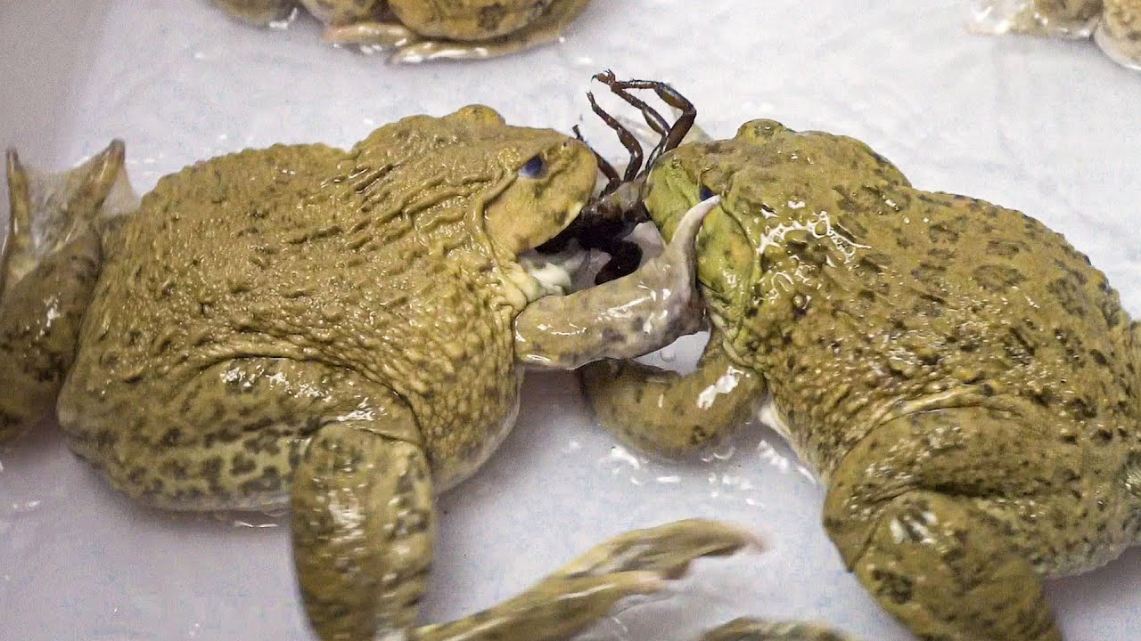 Asian Bullfrog Eats Big Scorpion & Dubia Roaches! Live Feeding - YouTube