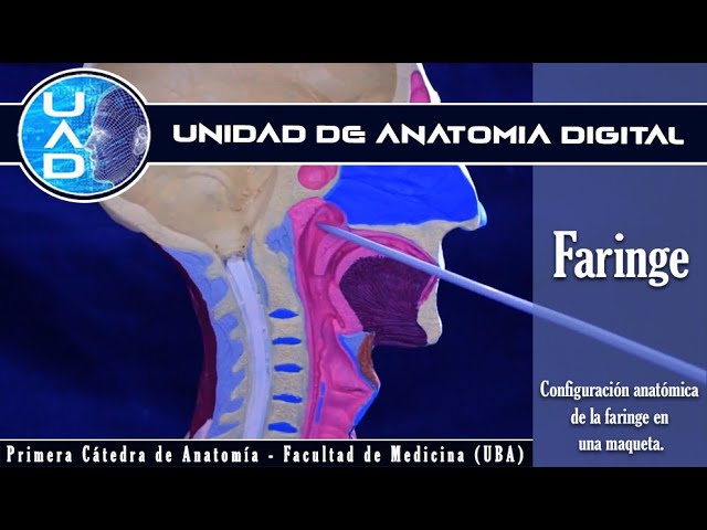 Vídeo De Anatomía De La Faringe