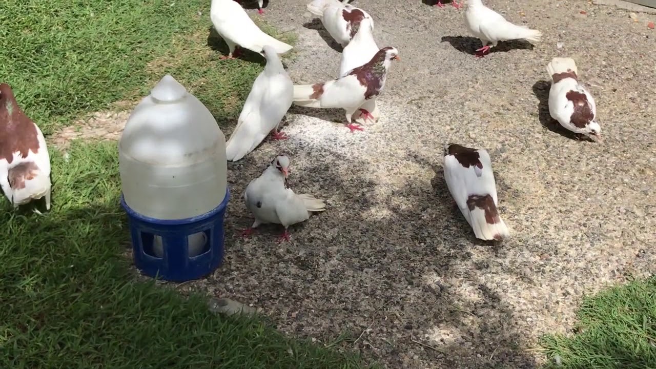 Balli Elbasani Tani 5 - YouTube