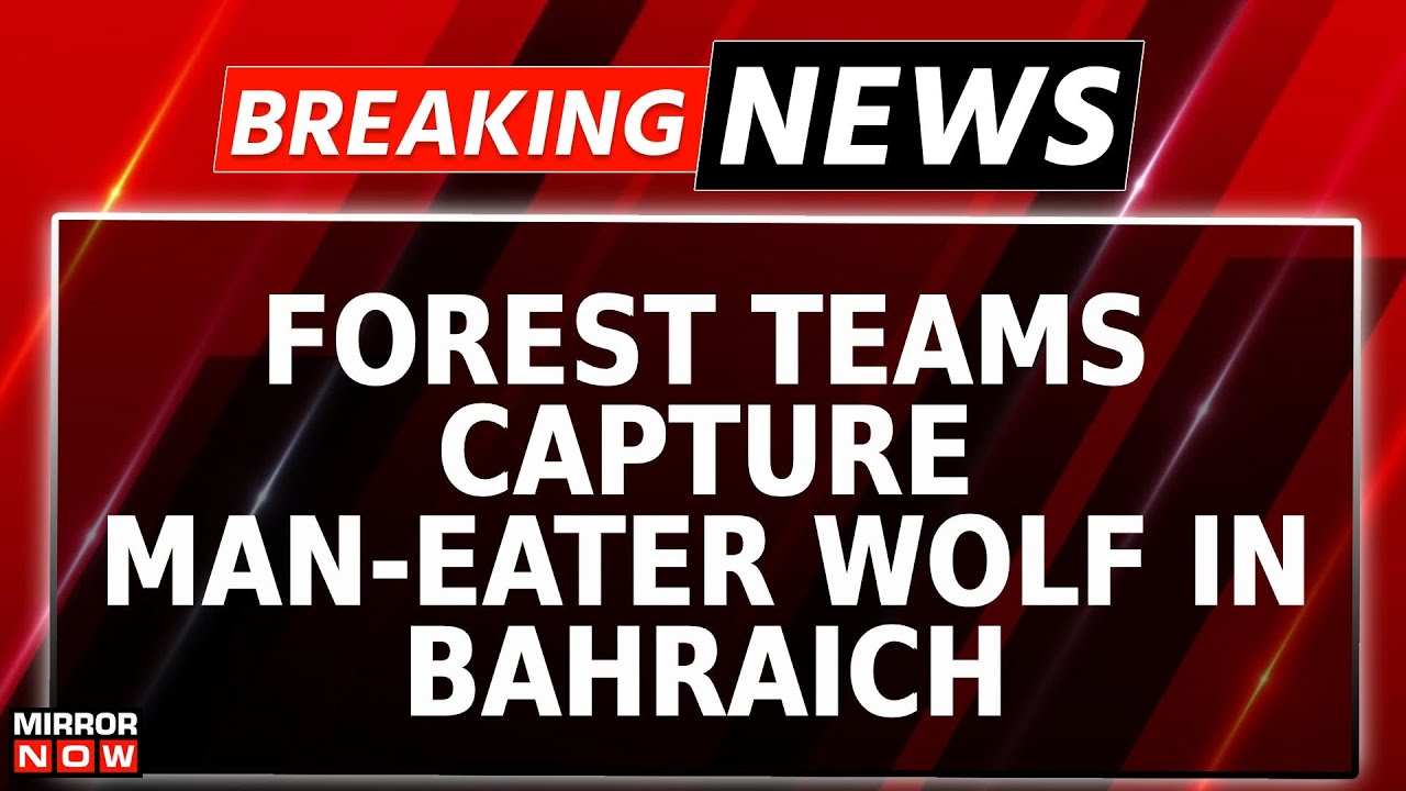 UP's Lone Wolf Terror Ends | Forest Teams Capture Man-eater Wolf In ...