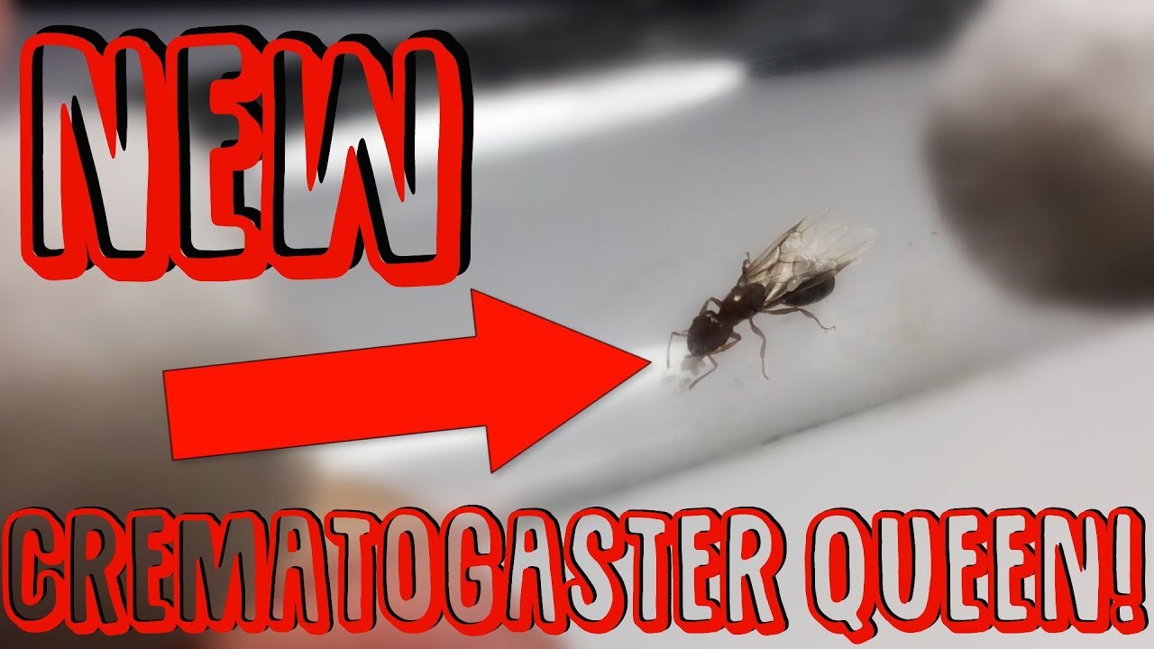 NEW Acrobat Ant Queen! - YouTube