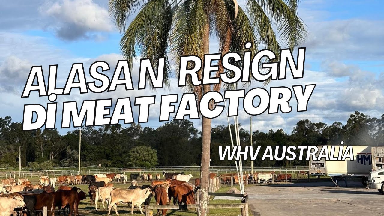 ALASAN KELUAR DARI MEAT FACTORY || Working Holiday Visa (WHV) - YouTube