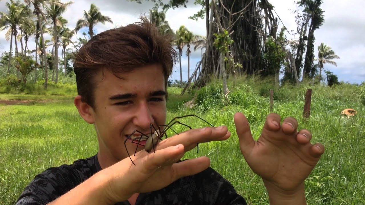 Holding a Huntsman Bush Spider, Vanuatu - YouTube