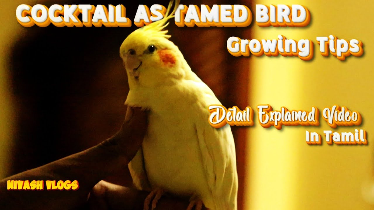 Cocktail Tamed Birdsஆக வளர்க்கும் முறை - Detail Explained Video In ...