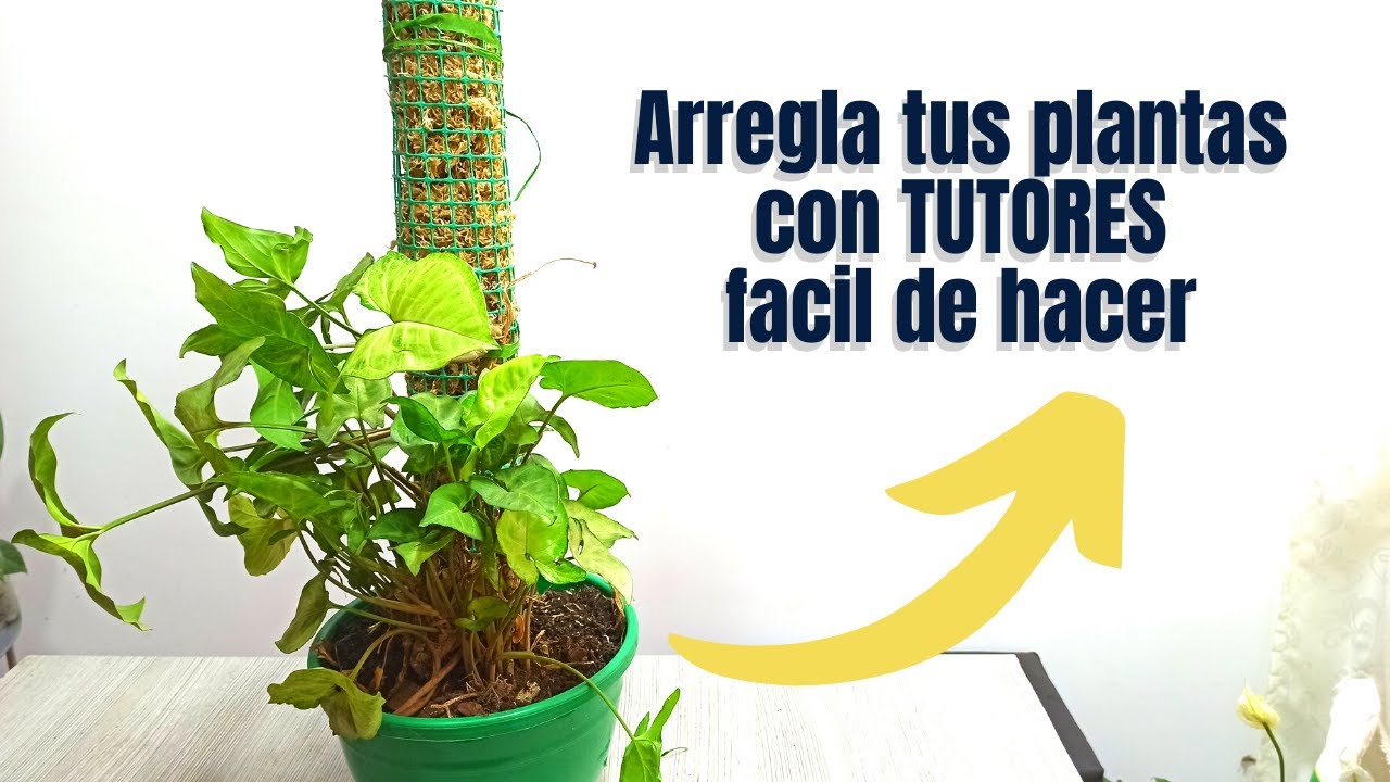 Como hacer un tutor para tener plantas hermosas y hojas grandes - YouTube