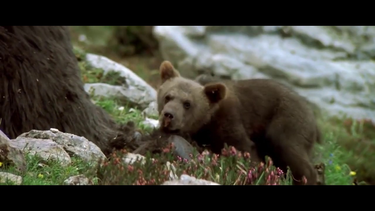 A BEAR STORY - DOCUMENTARY - YouTube