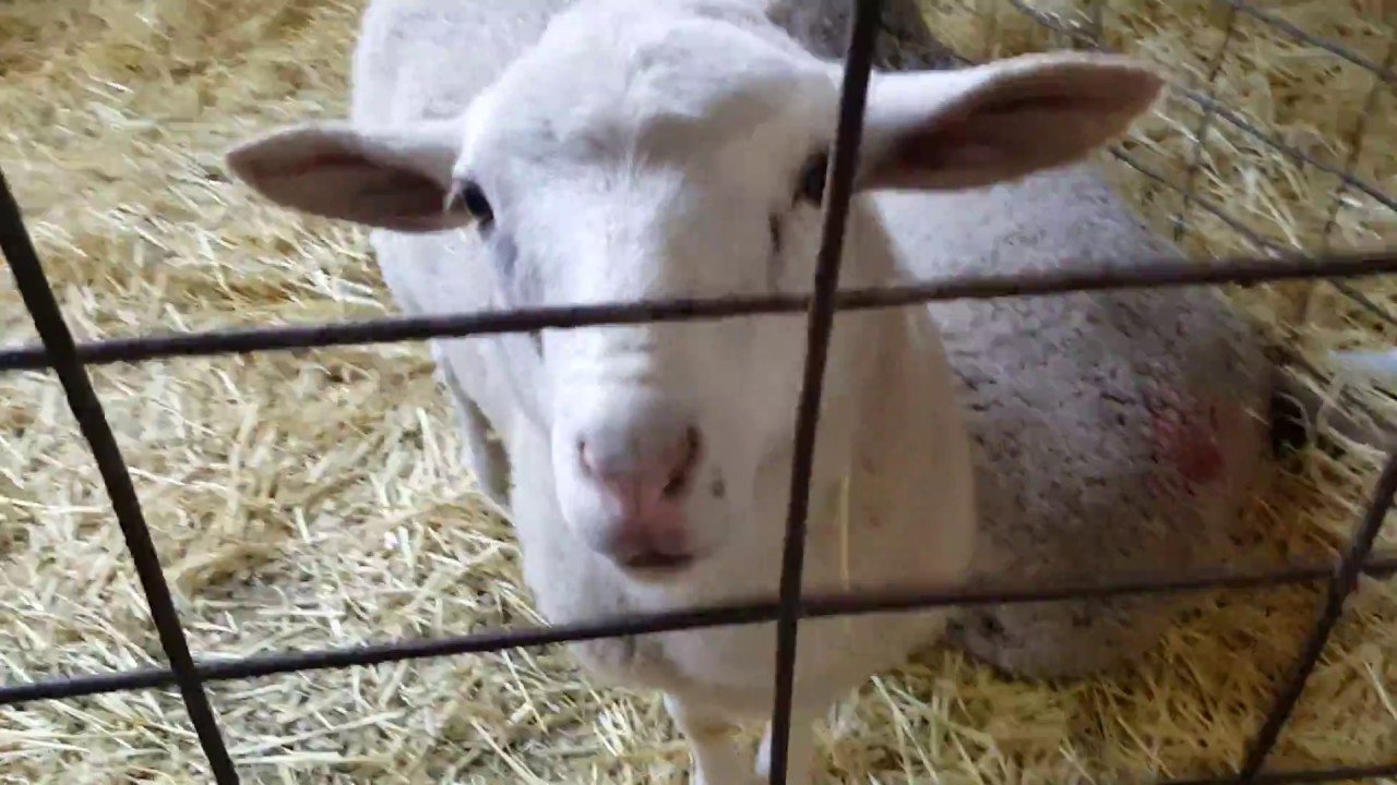 Follow Me! Farm Animals - An exploration of Hahndorf Farm Barn in South ...