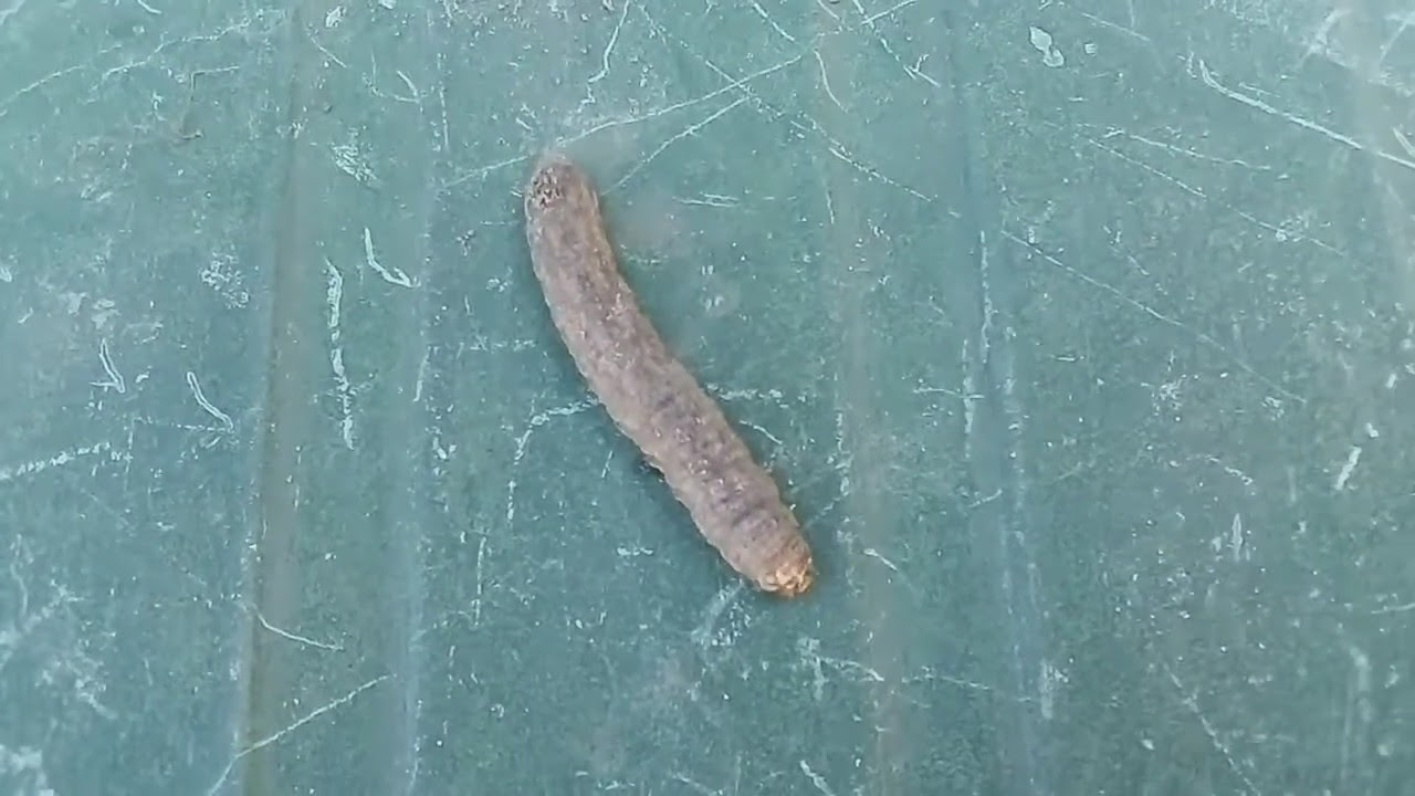 Bagoly lepke hernyója - YouTube