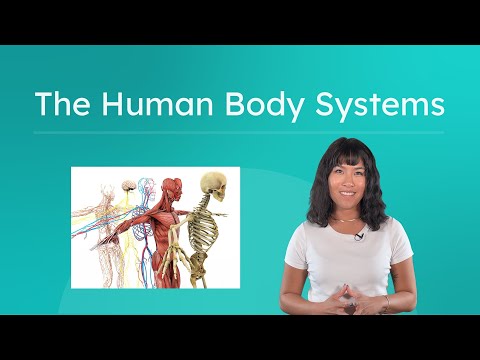 The Human Body Systems - Major Systems and Body Cavities