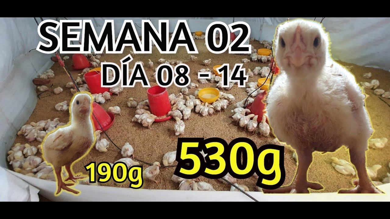 Crianza de Pollo Cobb 500. Semana # 02 (2 / 7) - YouTube