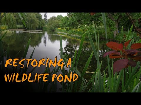 Pond Restoration | Creating A Wildlife Pond - YouTube