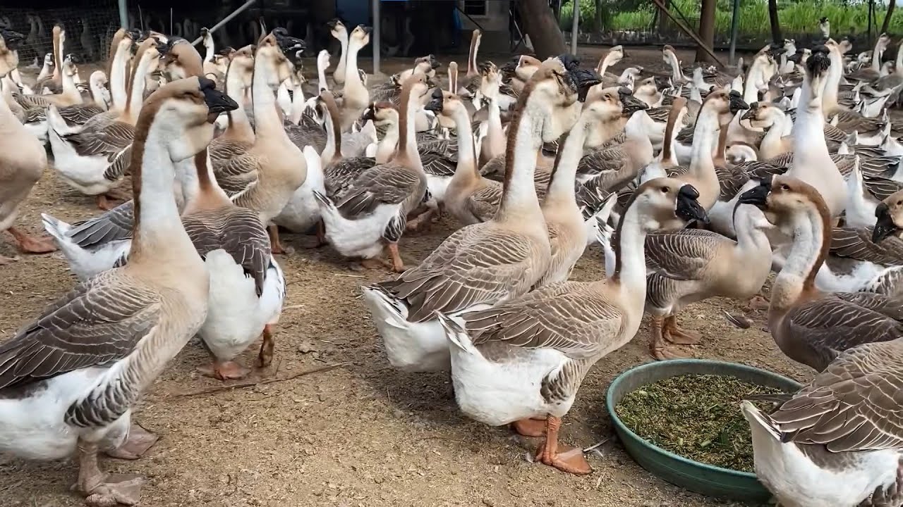 Farm Life | Feed the goose, and take care of the baby goose, check the ...