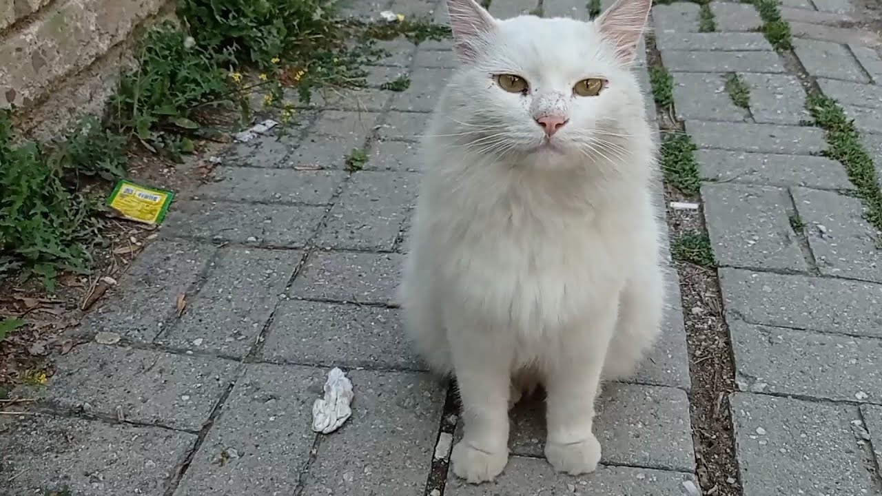 big fluffy white cat lives on streets - YouTube