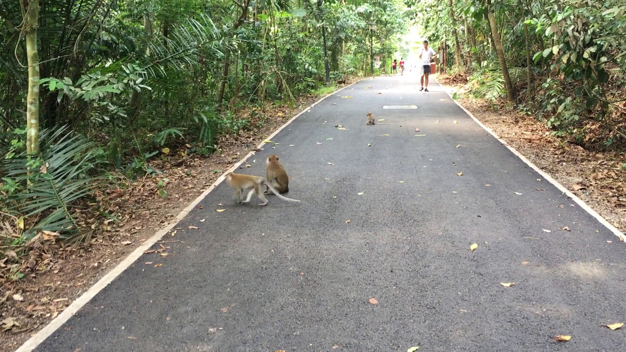 Monkeys having fun in Bukit Timah forest jungles | Singapore - YouTube