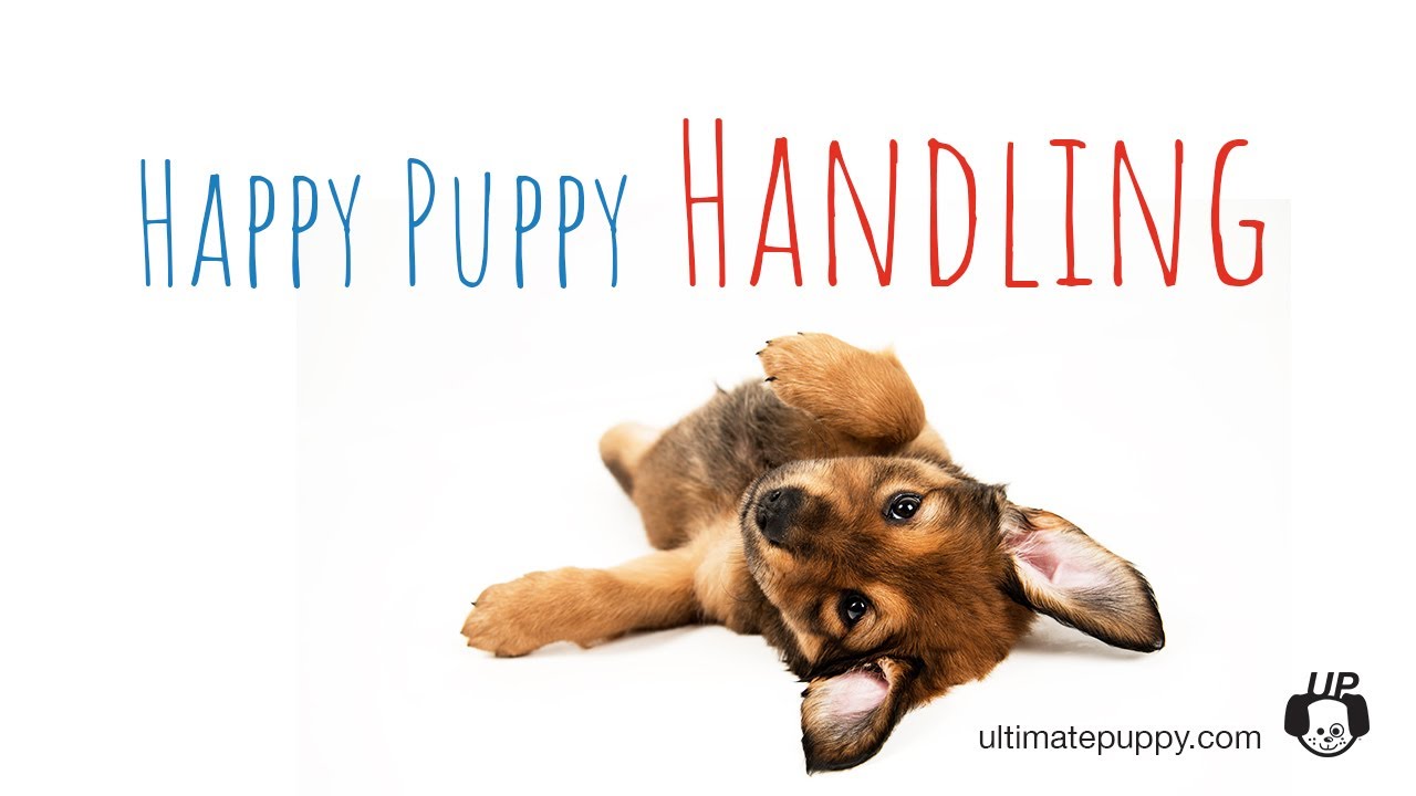 Happy Puppy Handling - YouTube
