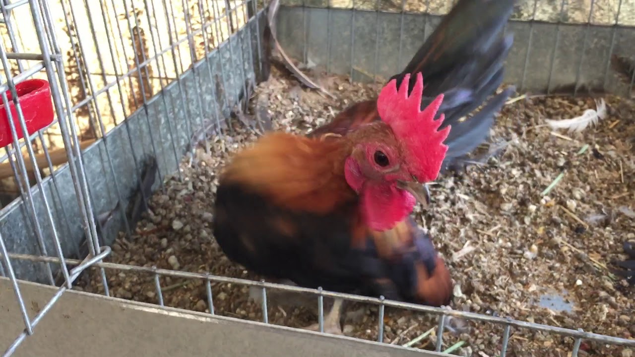 Gallo miniatura azteca Criadero San Matías Zapopan Jalisco pollo trigo ...