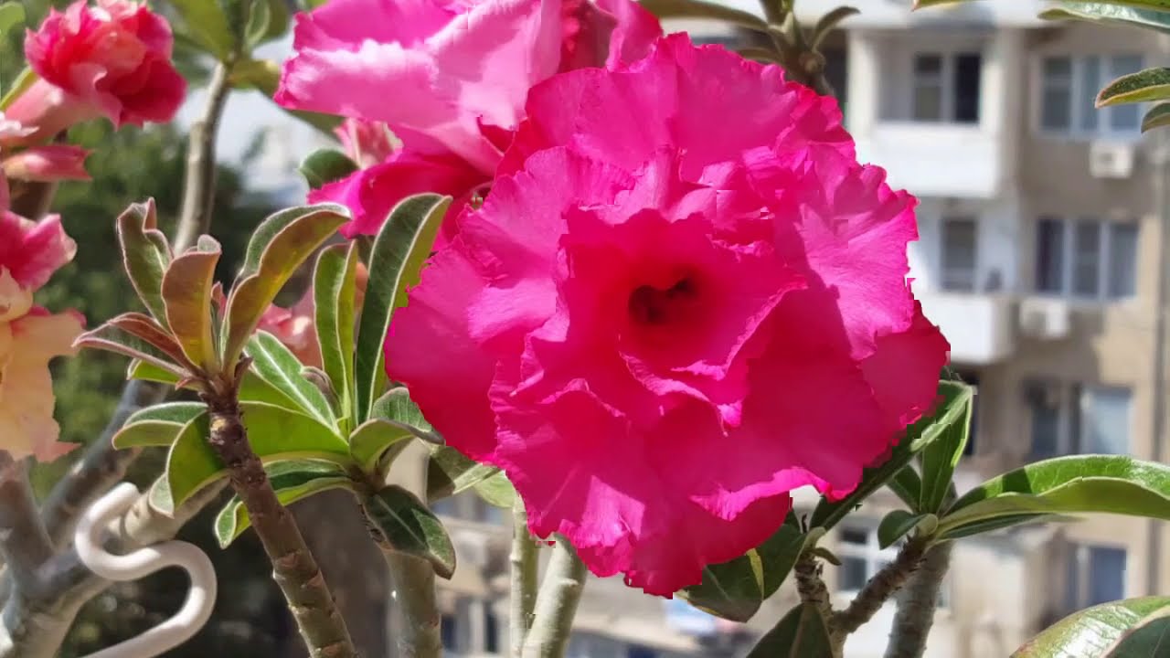 Adenium Pink Peony & Sunset Venice - YouTube