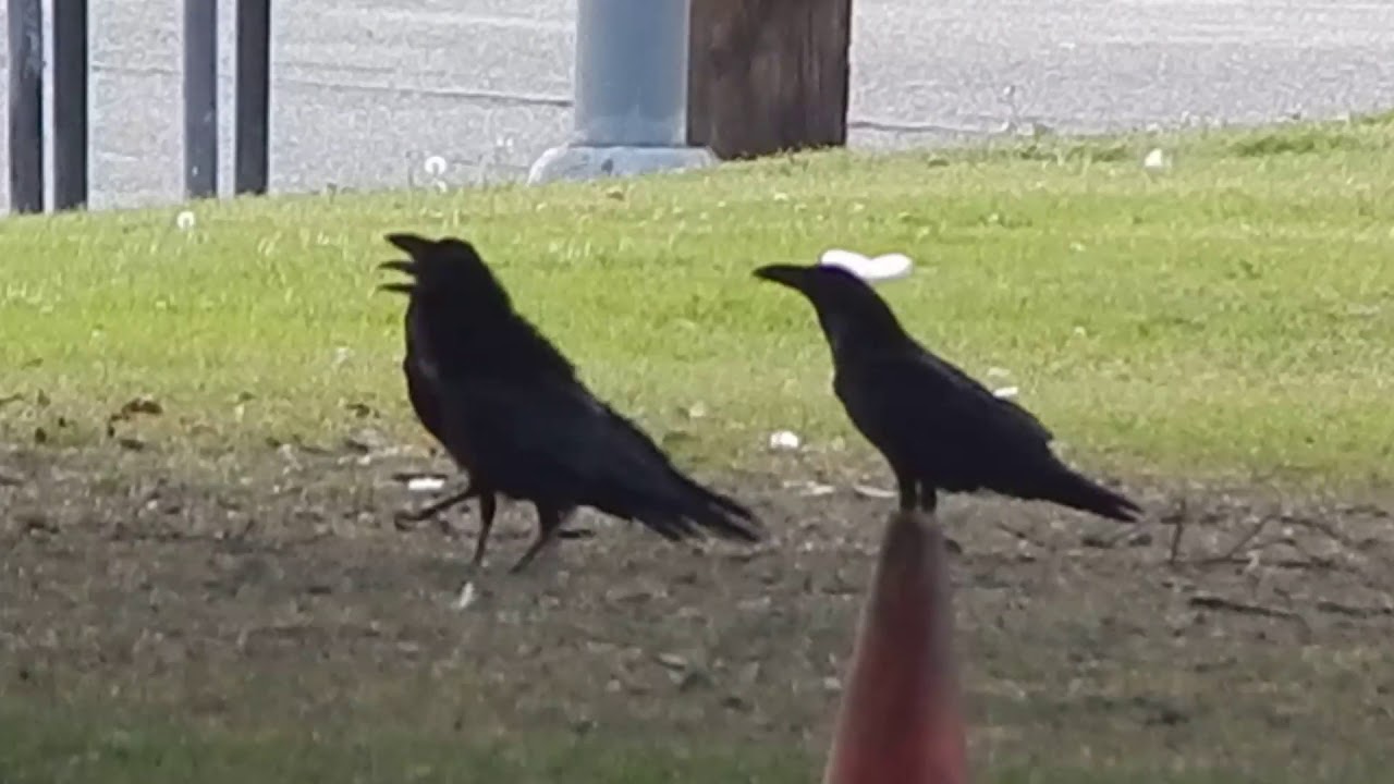 Ravens walking on the ground - YouTube