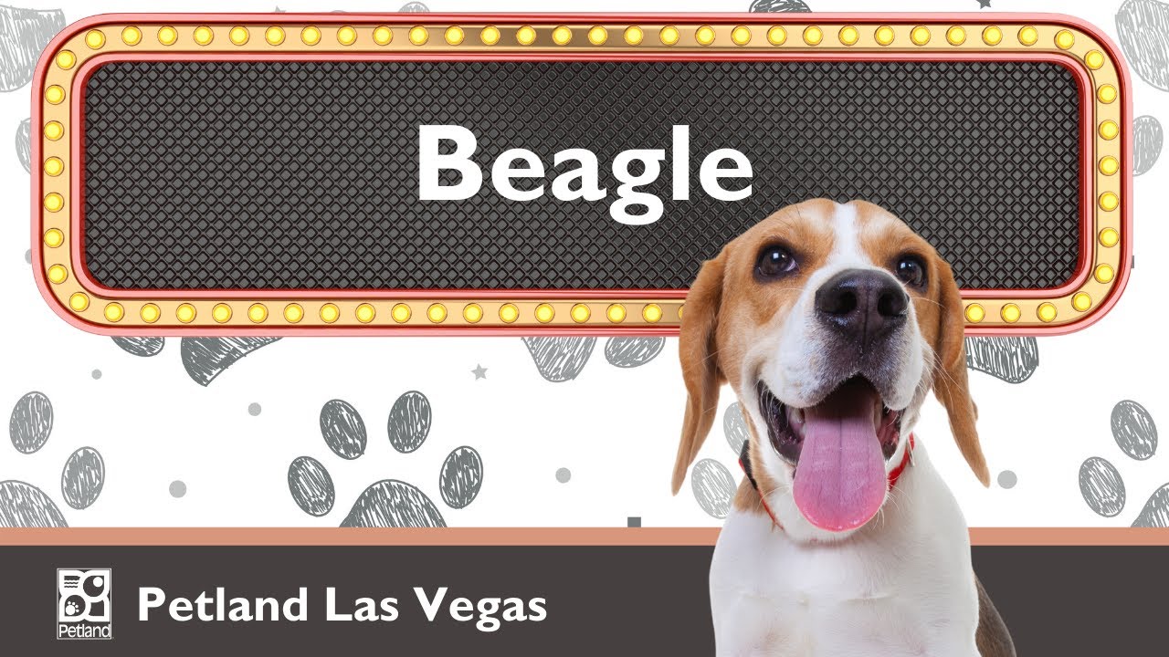 Raise the Ruff with Beagle Fun Facts - YouTube