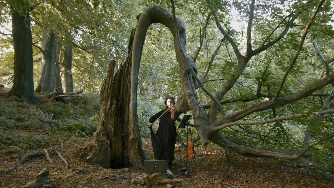 Trailer - virtual concert Fallen Trees (Live Music in Nature ep6) - YouTube