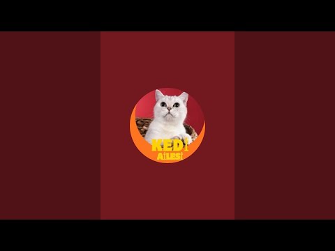 Kedi Ailesi kanalı canlı yayında