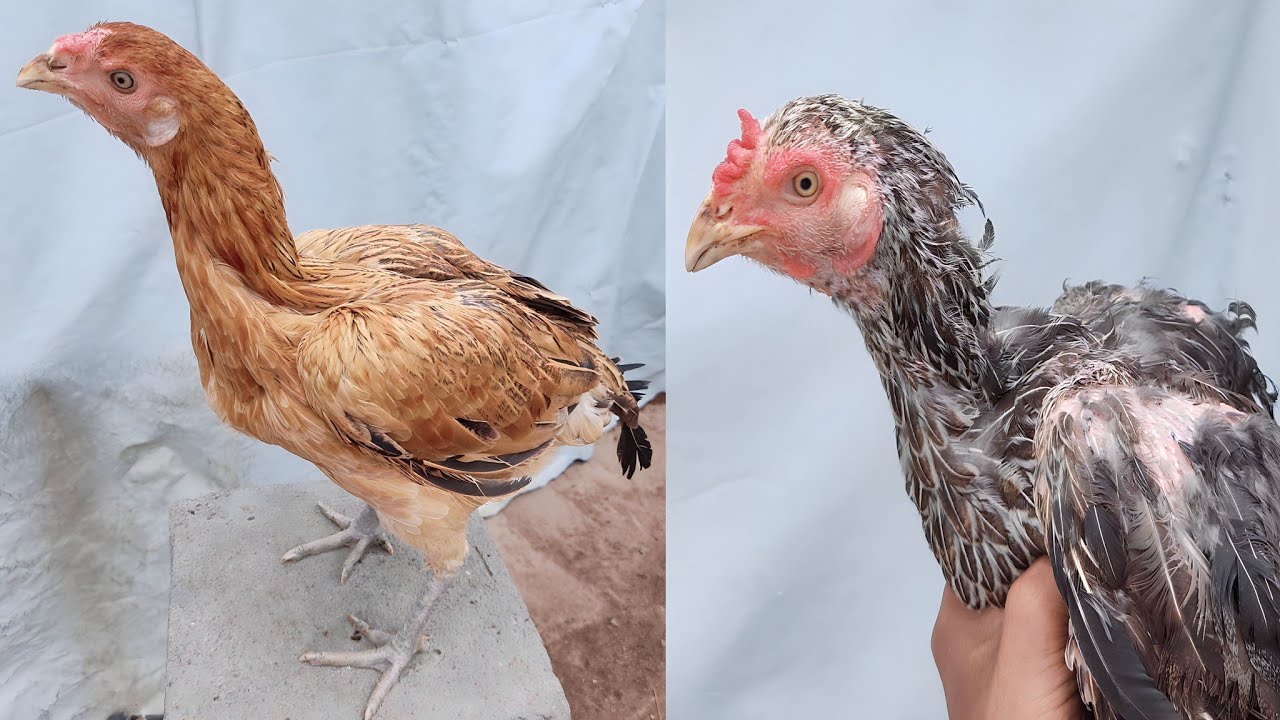 Dogla Murgi Ke Bacha Mar Gaya || - YouTube