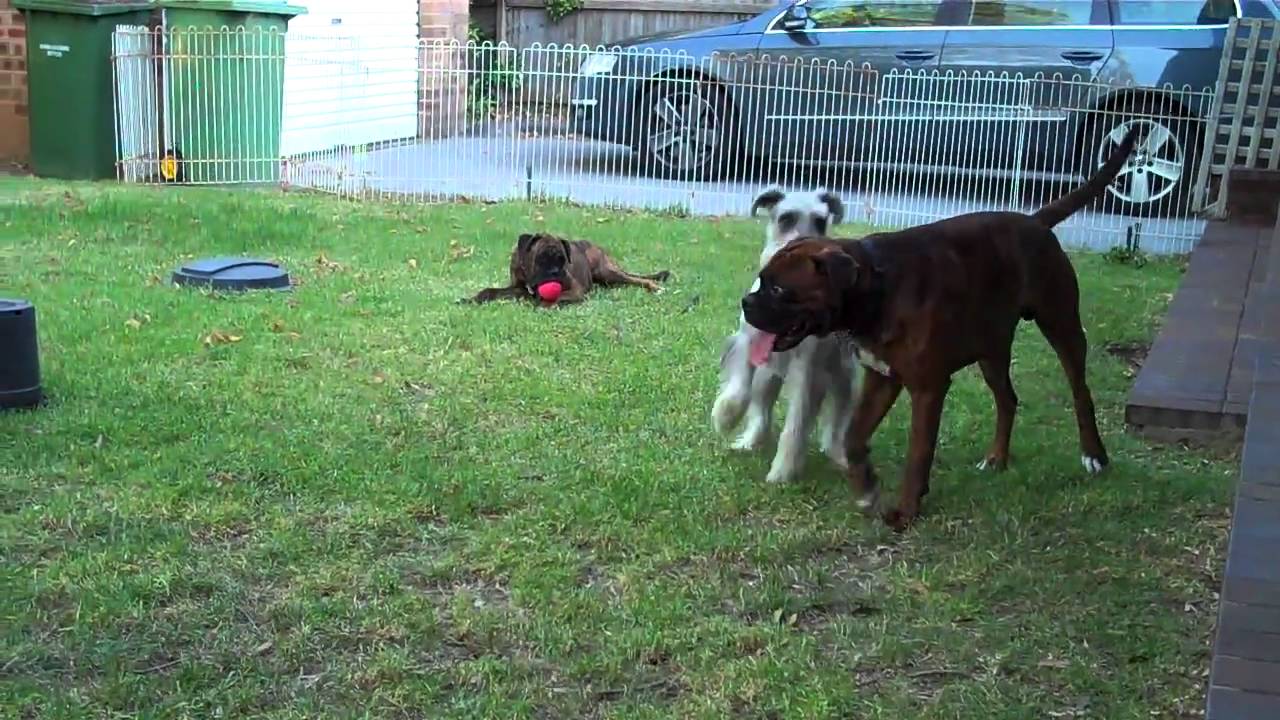 Dominant Schnauzer dog vs. Boxer Dogs :: part 1 - YouTube