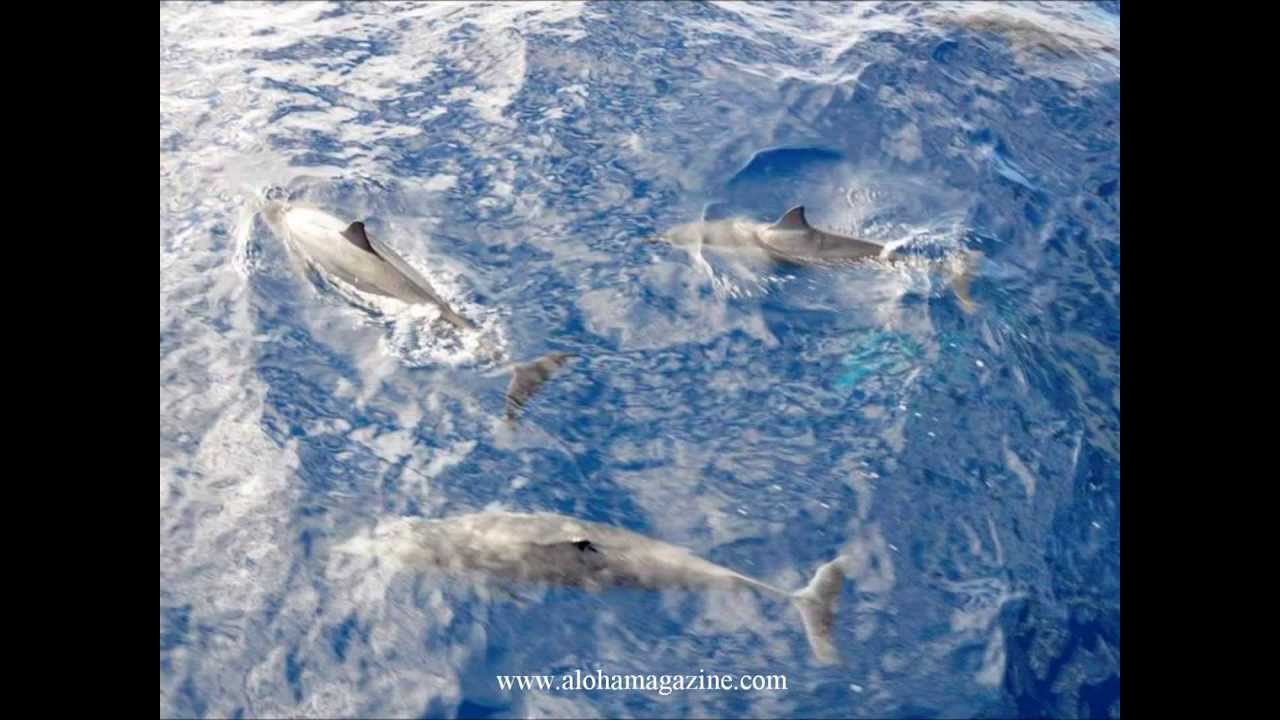 Blue Dolphin - Alohamagazine.com - YouTube