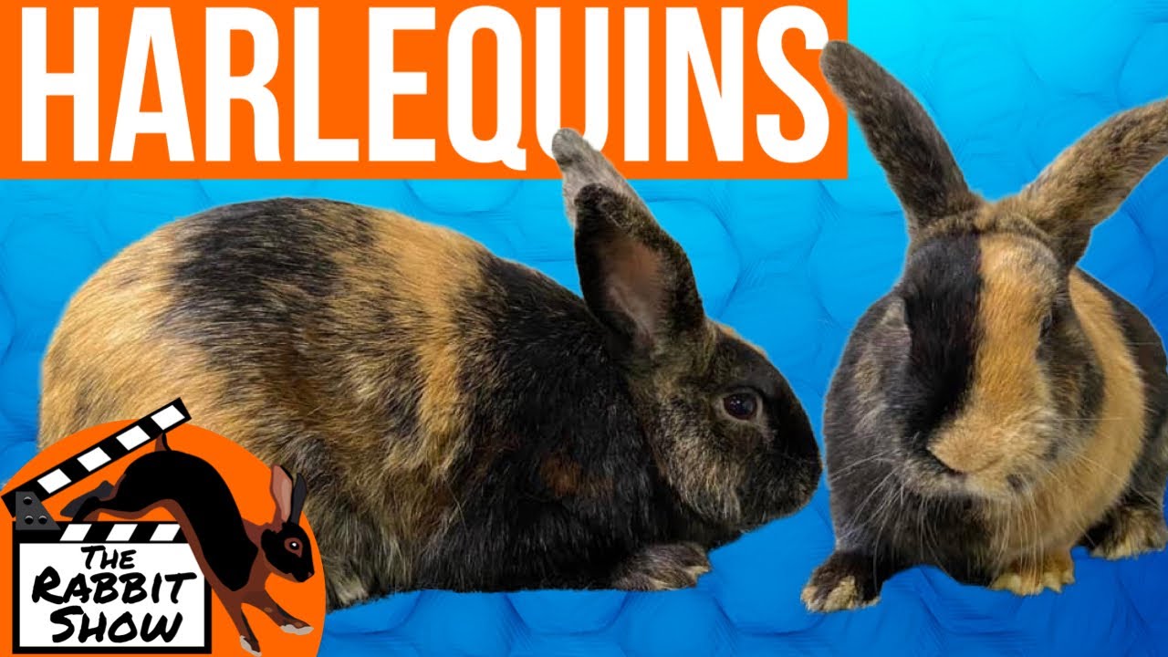 Harlequin Rabbits What do the National Winners Look Like? By Misty ...