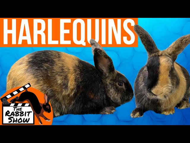 Japanese Harlequin Rabbits