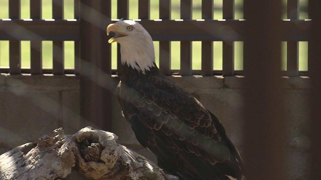 Citizen Potawatomi Nation Eagle Aviary - YouTube
