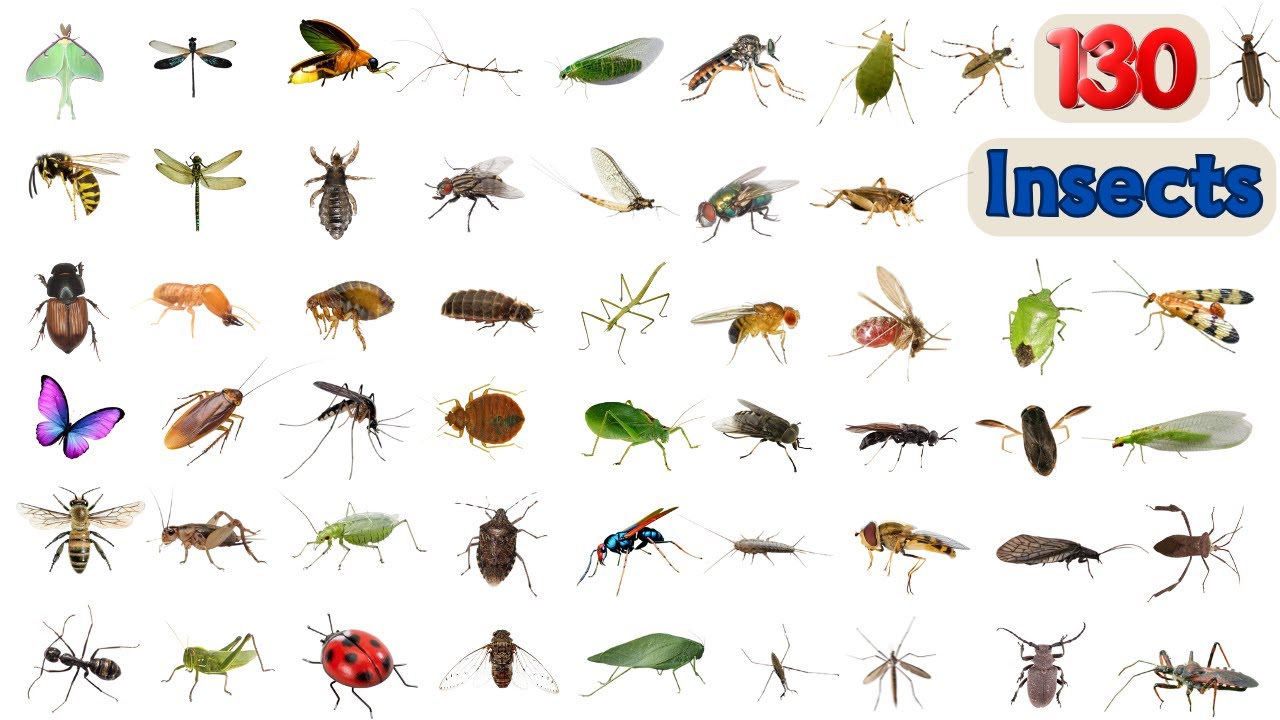 Insects Vocabulary | 130 Species of Insects in English with Pictures ...