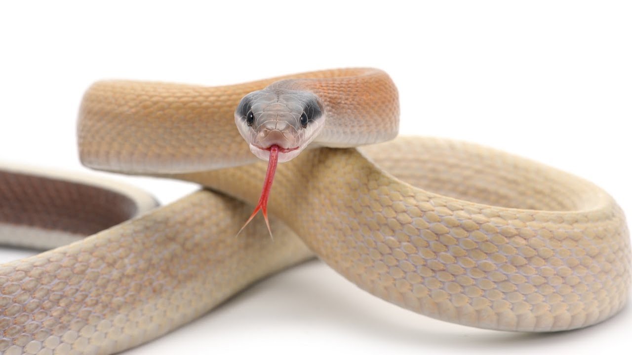 Snakes as Pets: the Main Pros and Cons - YouTube