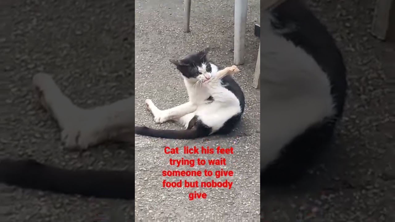 Hungry Cat Lick His Feet So Cute Shorts Youtube
