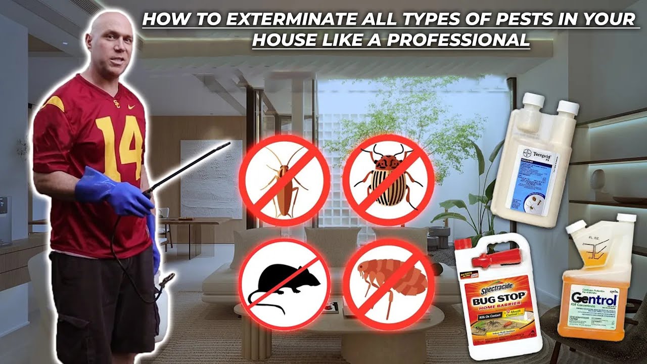 How to Exterminate All Types of Pests in Your House Like a Professional ...