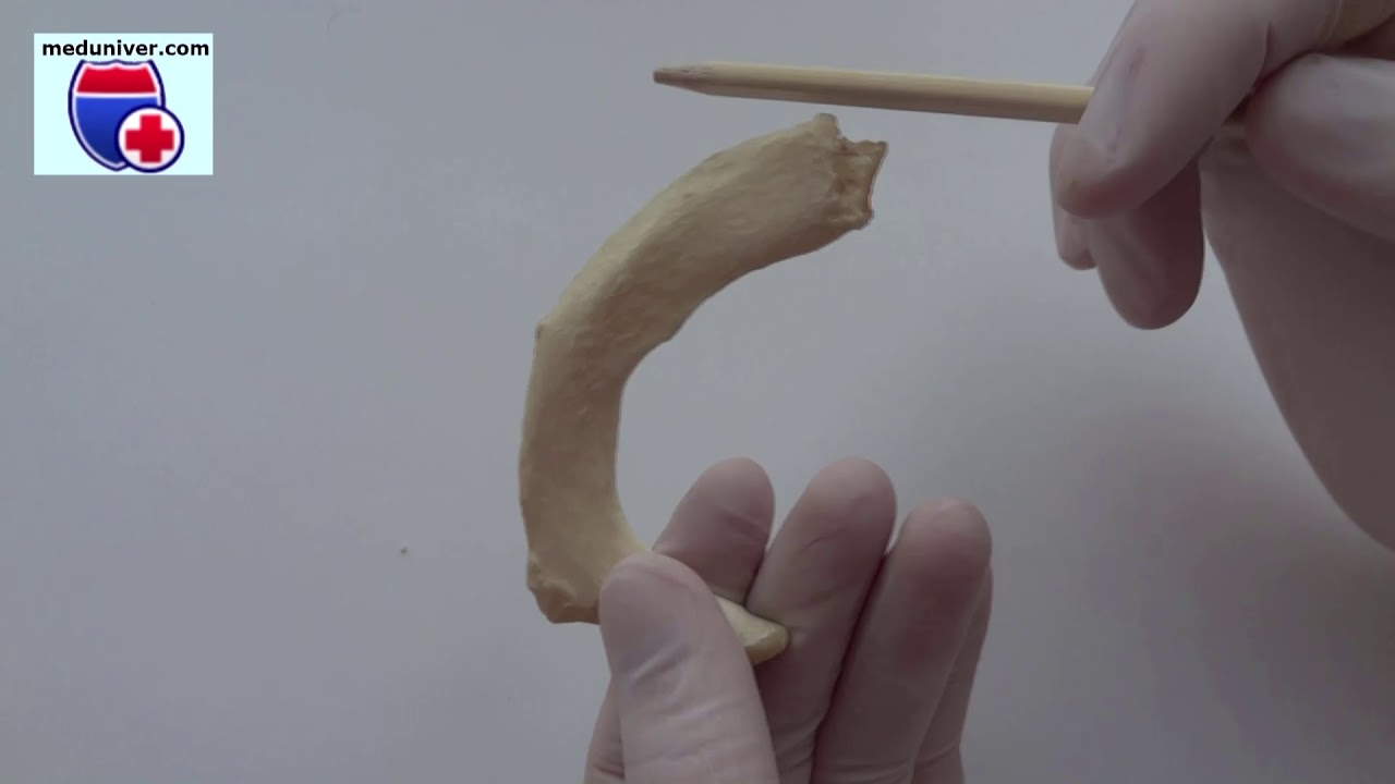 First rib anatomy - meduniver.com - YouTube