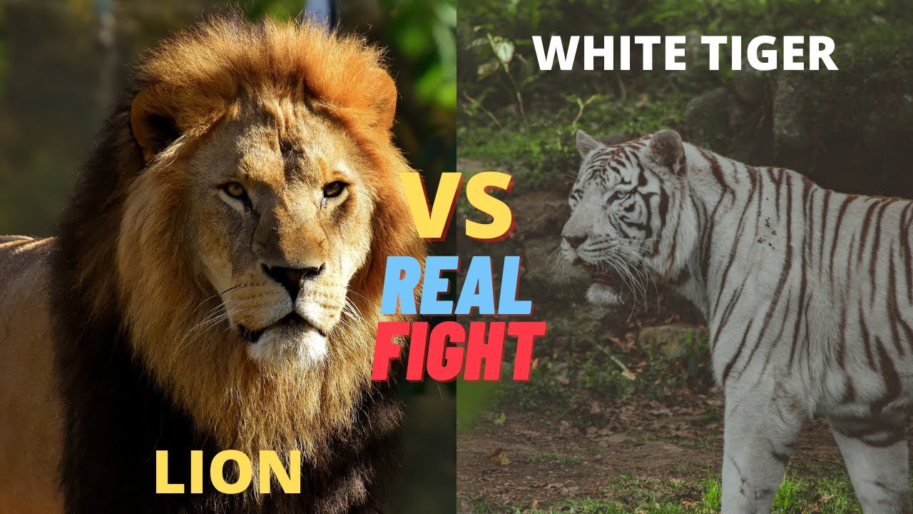 WHITE TIGER vs LION FIGHT 2021| ANIMAL FIGHT CLUB 2021 Ep.3 #Shorts ...