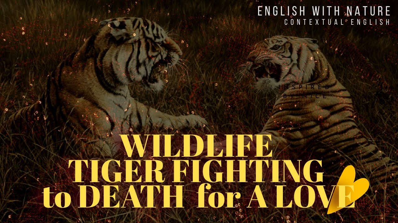 TIGER FIGHT to DEATH for A Love 🐾 Nature Words of a Male Tiger - YouTube