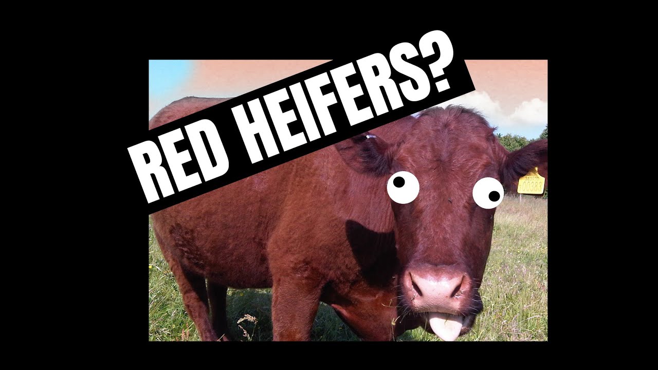 Whats up with these red heifers in Israel everyone is talking about ...