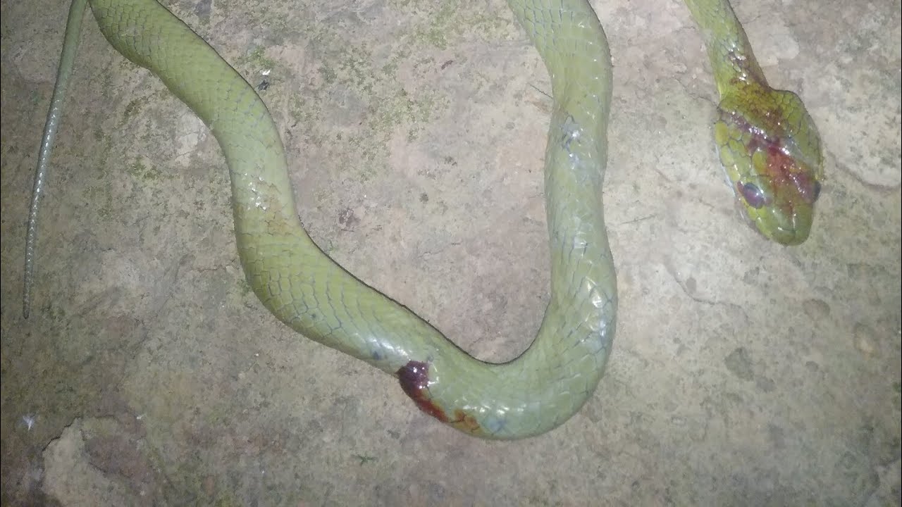 Snake cut in half|√| - YouTube