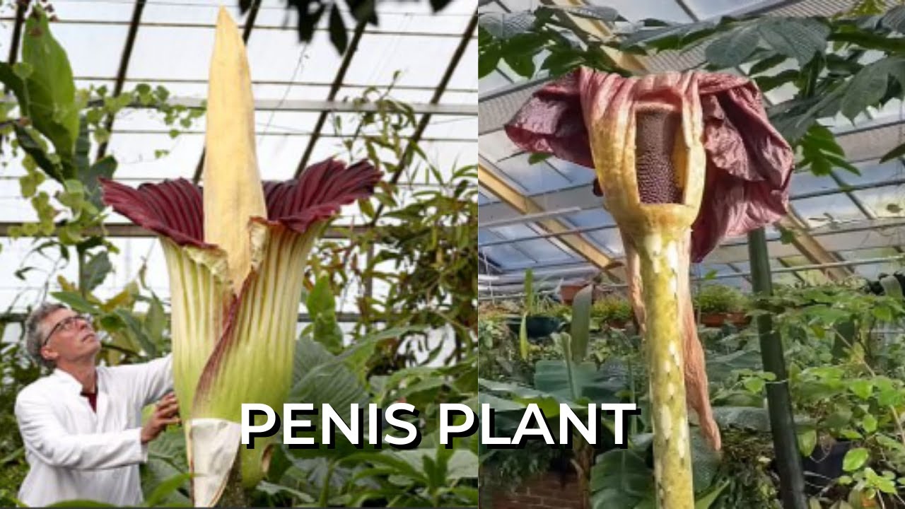 Plant that Smells Like Rotting Meat - YouTube