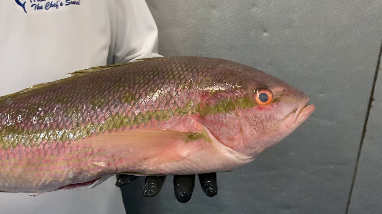 Fresh Key West Yellowtail Snapper from Peter's Florida Seafood - YouTube