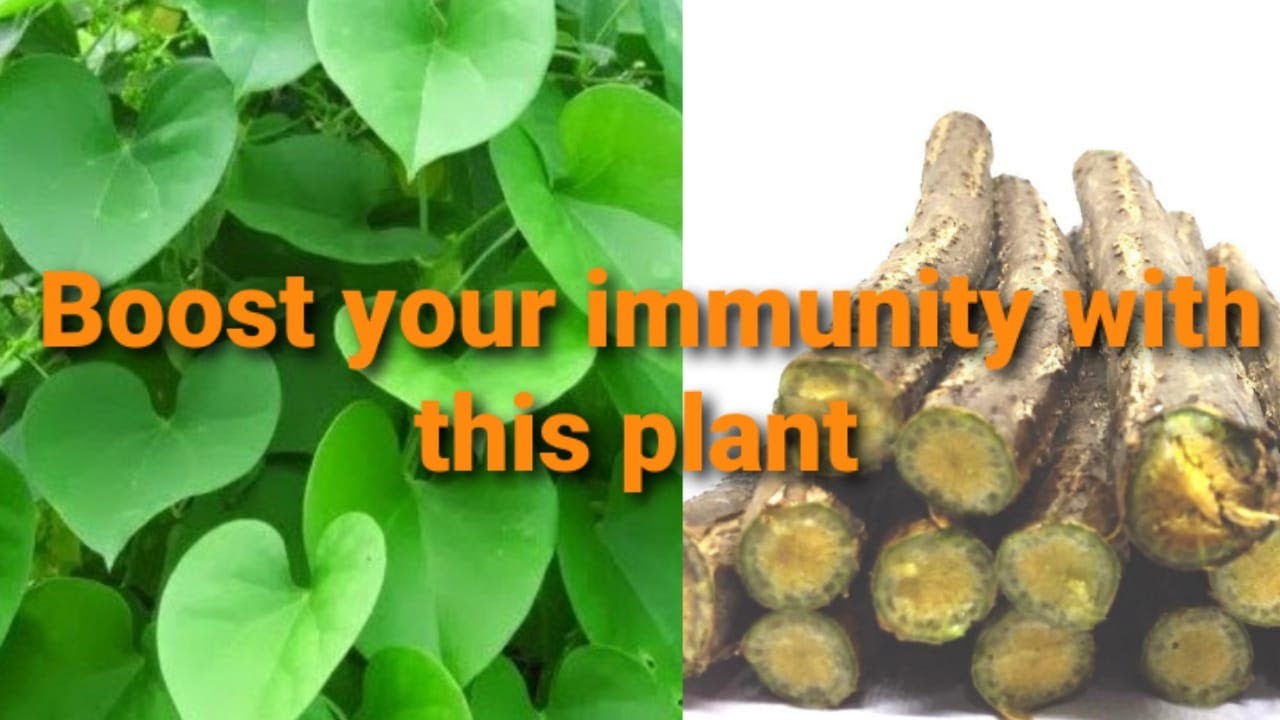 Natural Immunity Booster plant | Giloy plant |Amrita 🌿 - YouTube