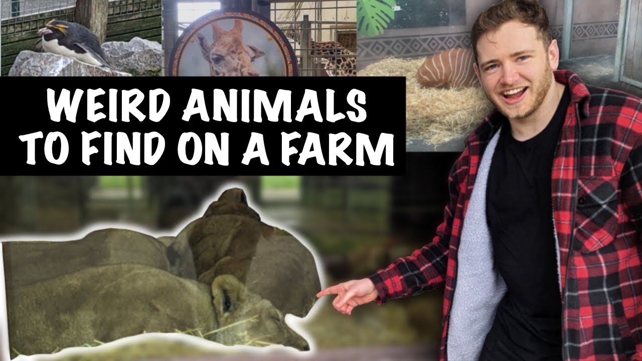 No Ordinary Farm! (Folly Farm Feb 2023) - YouTube