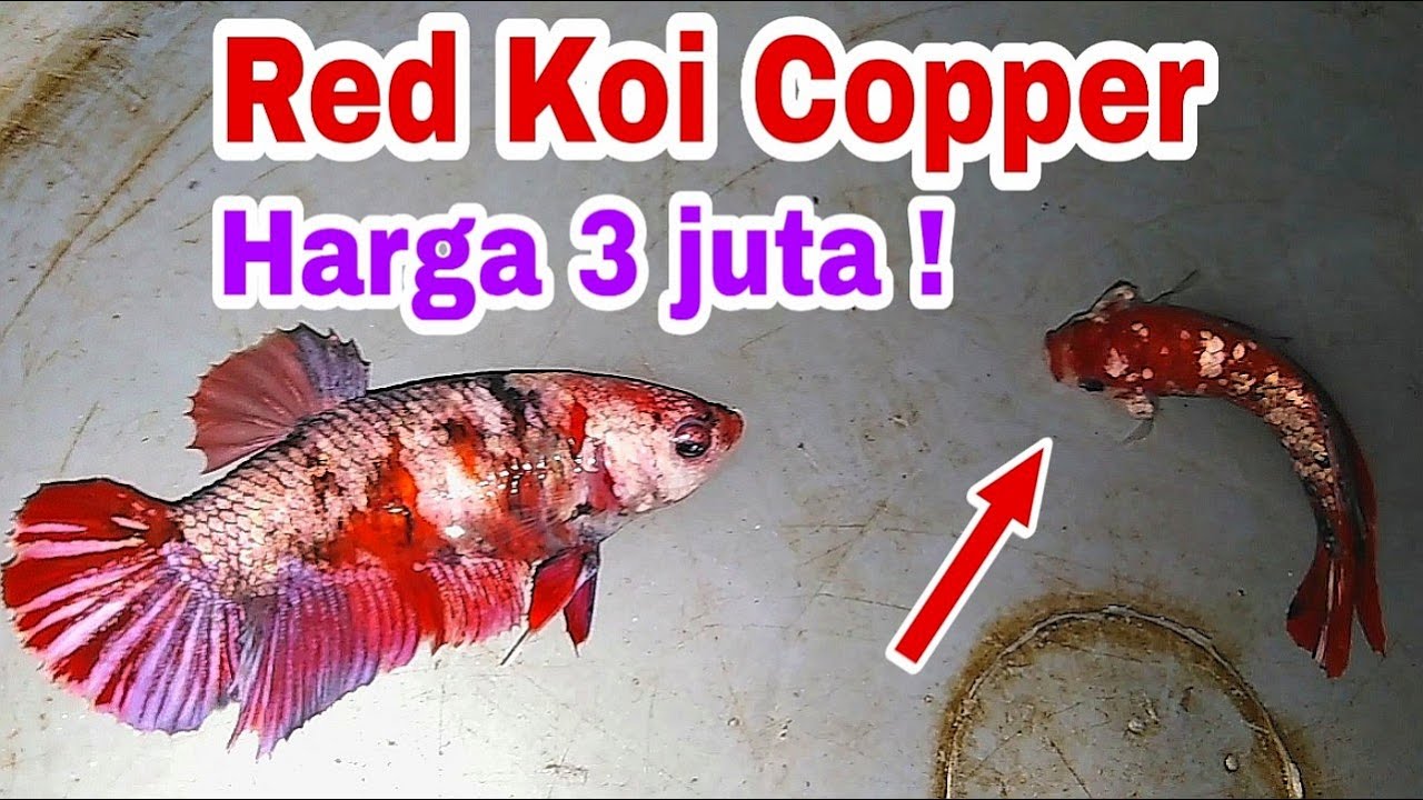Ikan Cupang Red Koi Copper harga 3 jutaan ! - YouTube