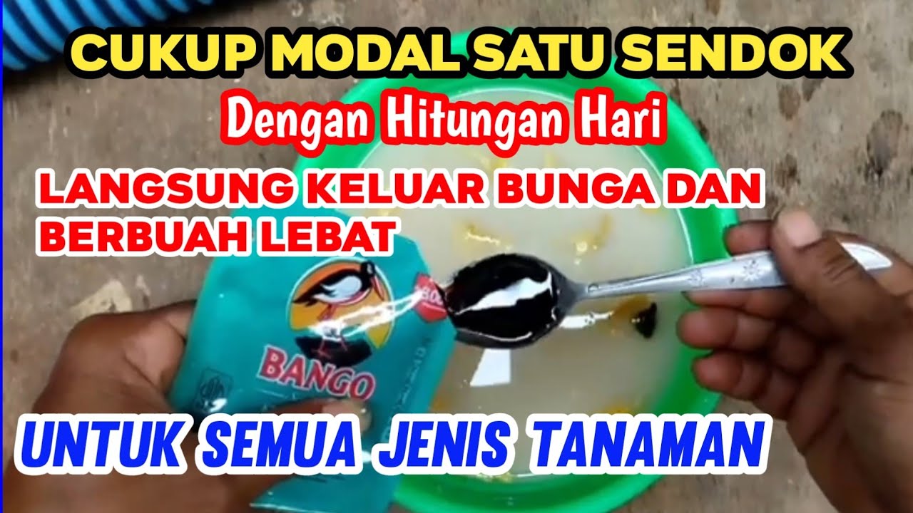 MERINDING Lihat Hasilnya Setelah Menggunakan Cara ini,Buah Tambah Lebat ...
